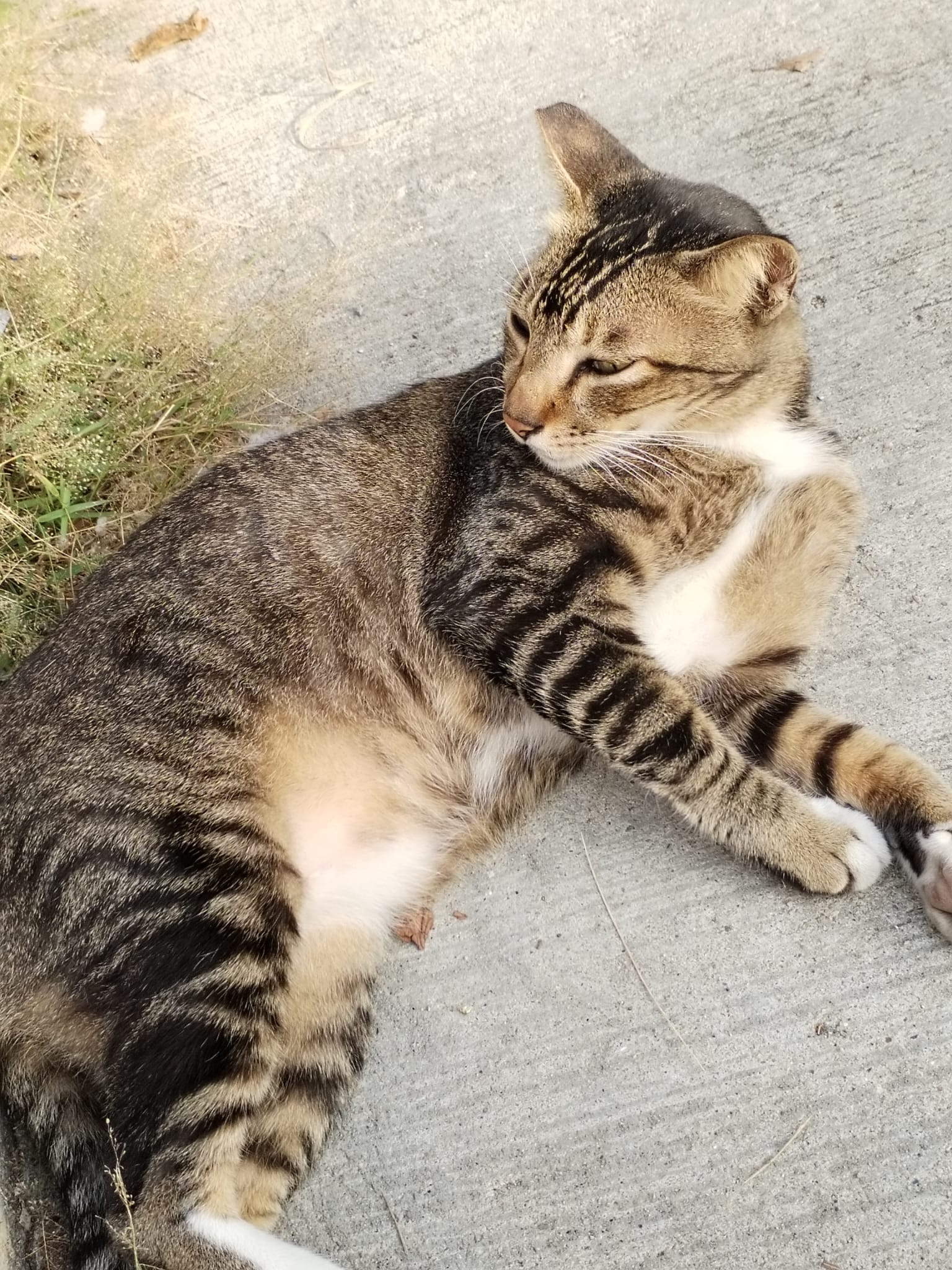 香港街道貓咪合集Hong Kong Cat Collection - 則則復則則